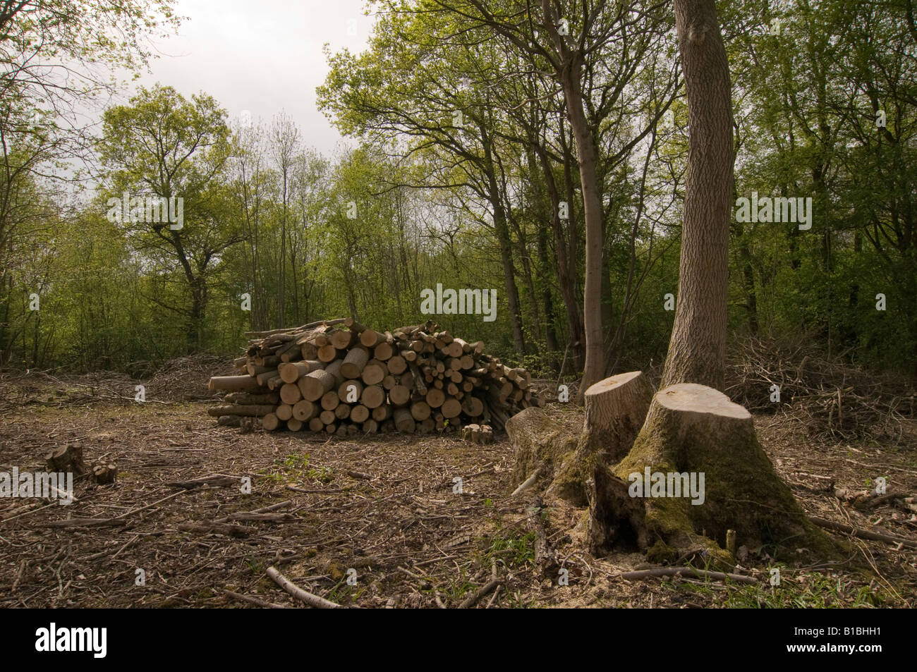 Pile of logs by coppiced ash tree fraxinus excelsior Stock Photo - Alamy