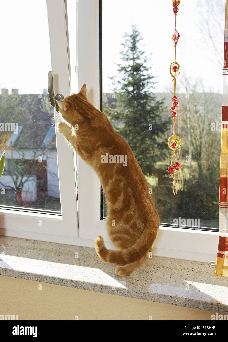domestic cat at window Stock Photo - Alamy