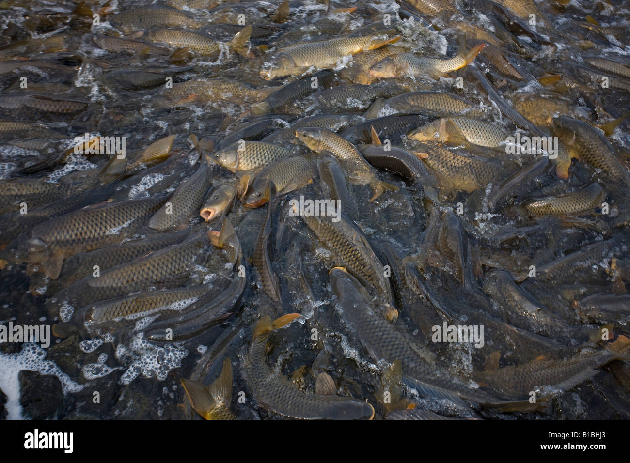 Carp (Cyrinus carpio) New York USA Swimming up channel from canal in ...