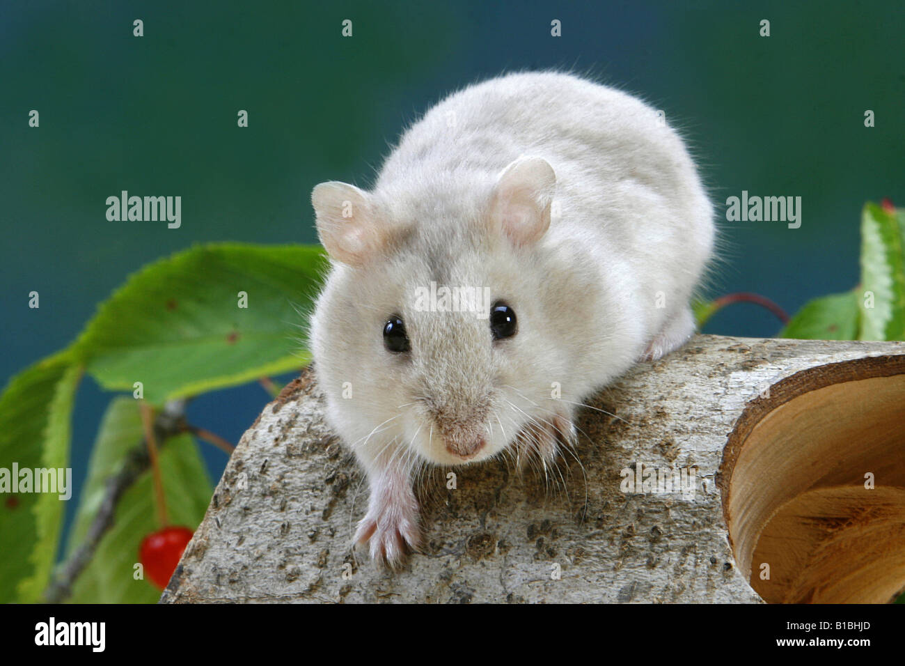 Roborovski Hamster (Phodopus roborovskii) on a log Stock Photo - Alamy