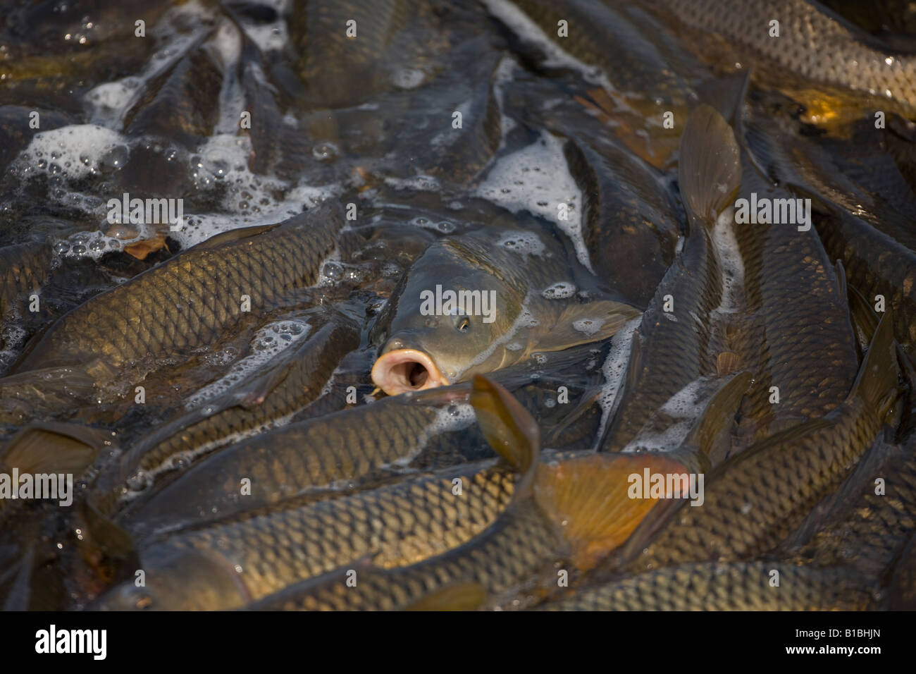 Carp (Cyrinus carpio) New York USA Swimming up channel from canal in ...
