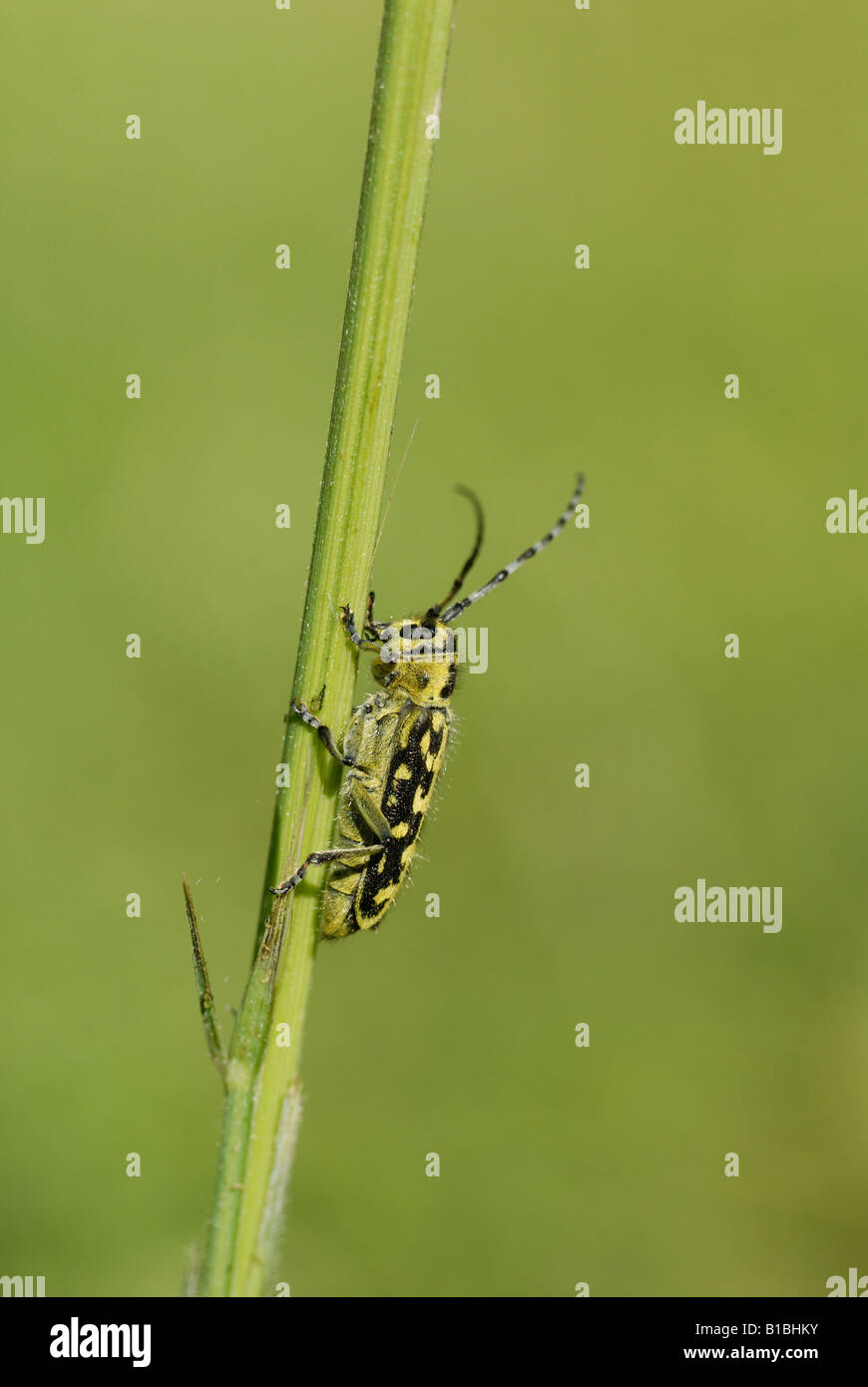 The longhorn beetle Saperda scalaris (posed Stock Photo - Alamy