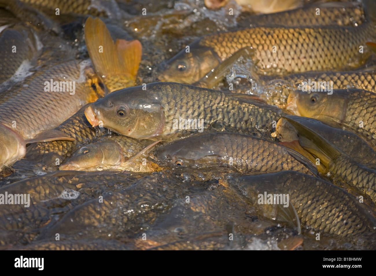 Carp (Cyrinus carpio) New York USA Swimming up channel from canal in ...