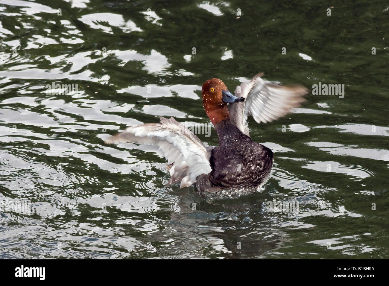 Splash in pond hi-res stock photography and images - Alamy