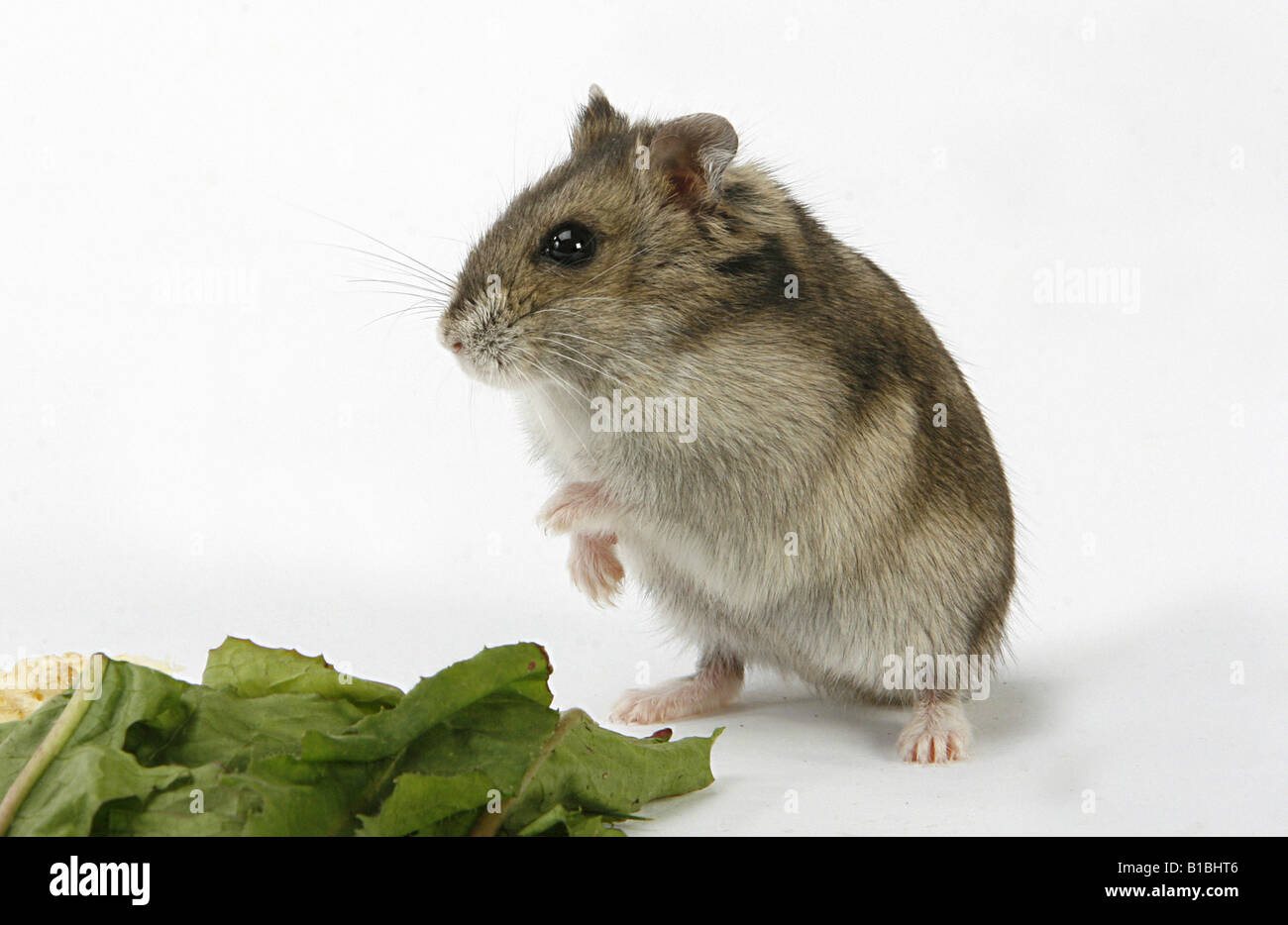 Dzhungarian Dwarf Hamster - cut out Stock Photo - Alamy