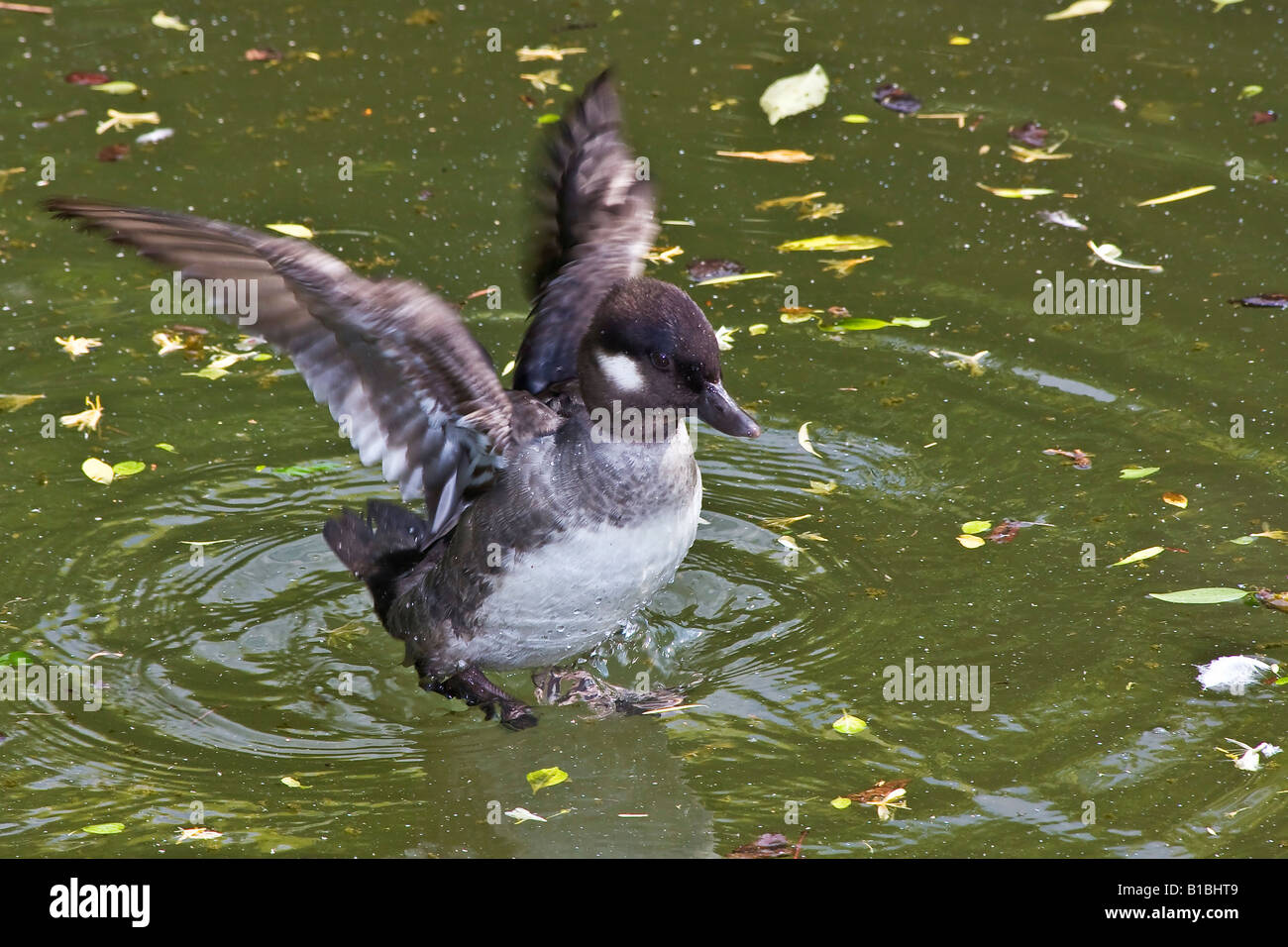 Bufflehead Duck Baby