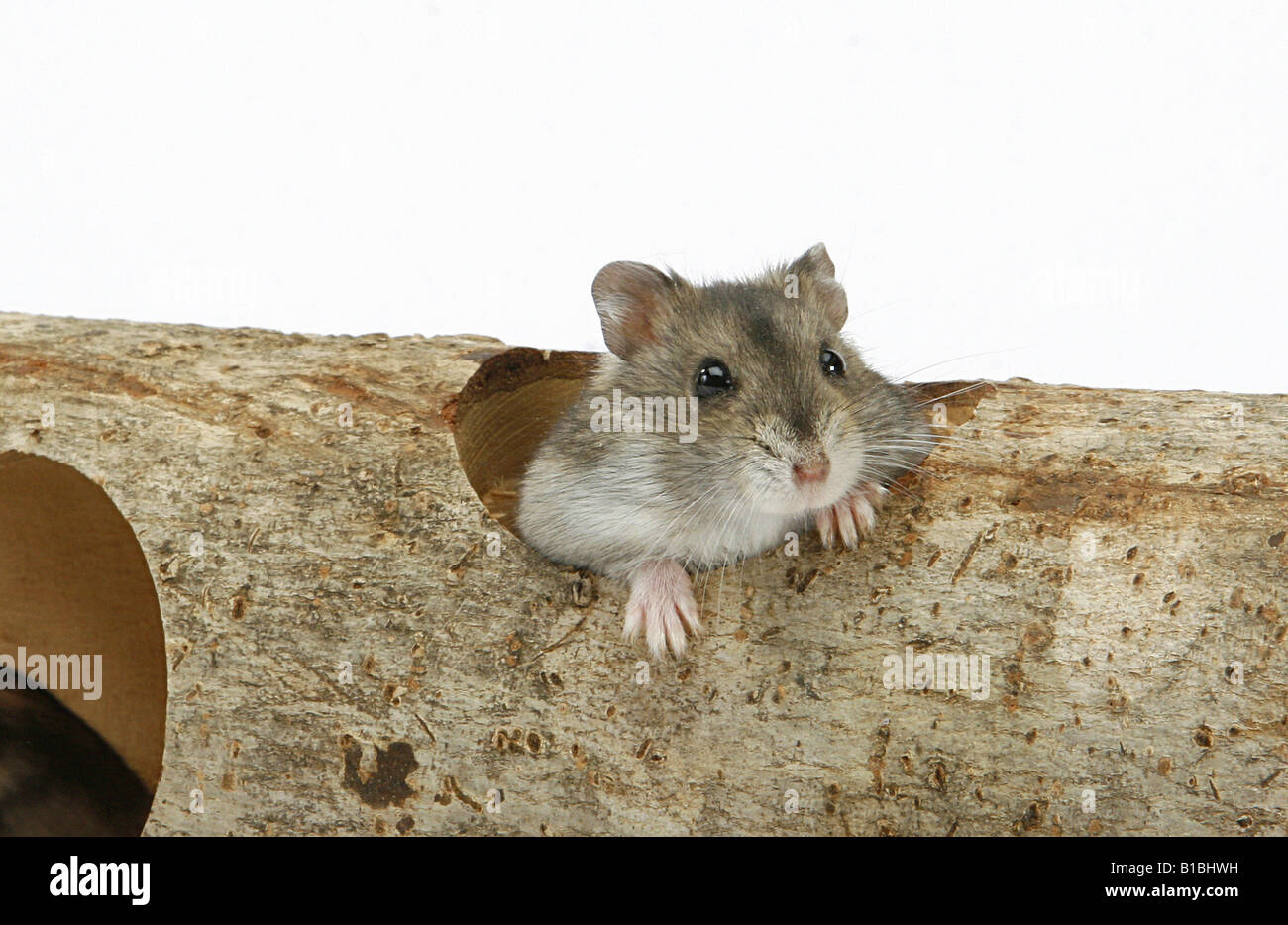 Dzhungarian Dwarf Hamster on branch Stock Photo - Alamy