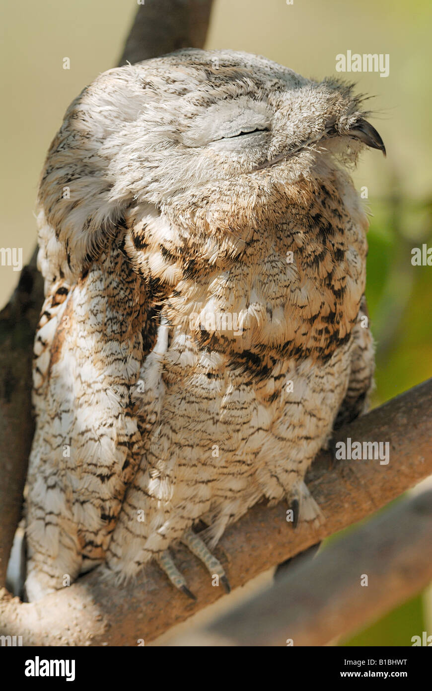great potoo / Nyctibius grandis Stock Photo - Alamy
