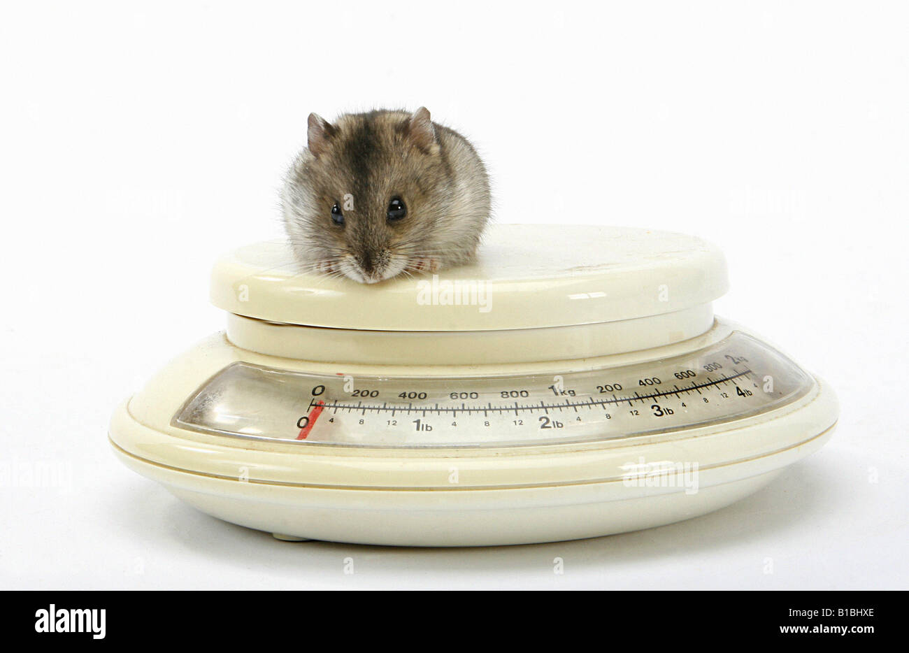 Dzhungarian hi-res stock photography and images - Alamy