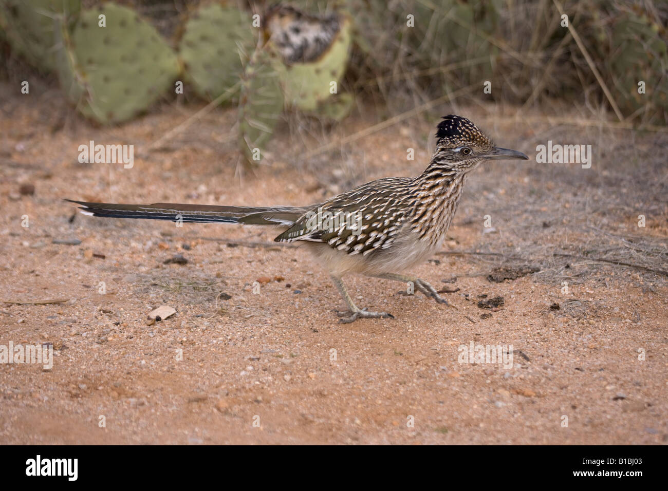 Arizona roadrunners hi-res stock photography and images - Alamy