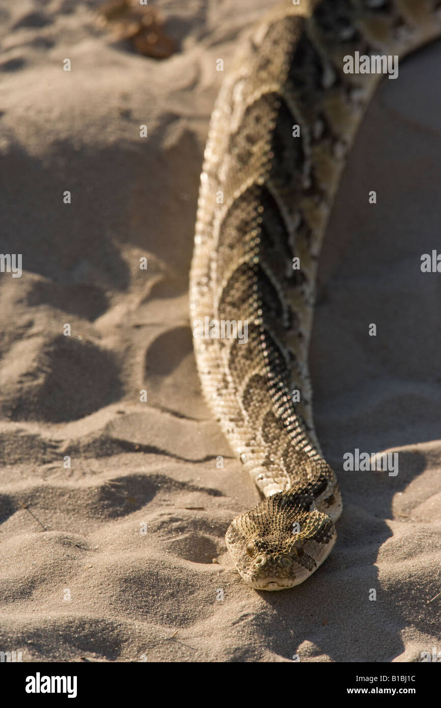 Puffer adder hi-res stock photography and images - Alamy