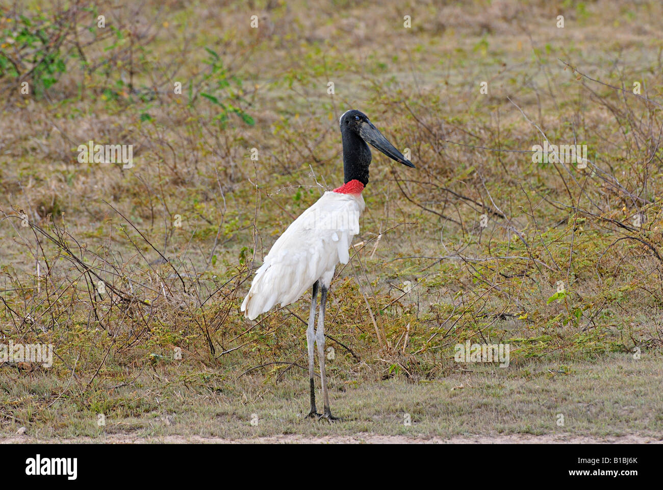 Jabirus birds animals hi-res stock photography and images - Alamy