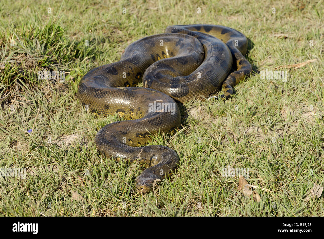 green anaconda on meadow / Eunectes murinus Stock Photo - Alamy