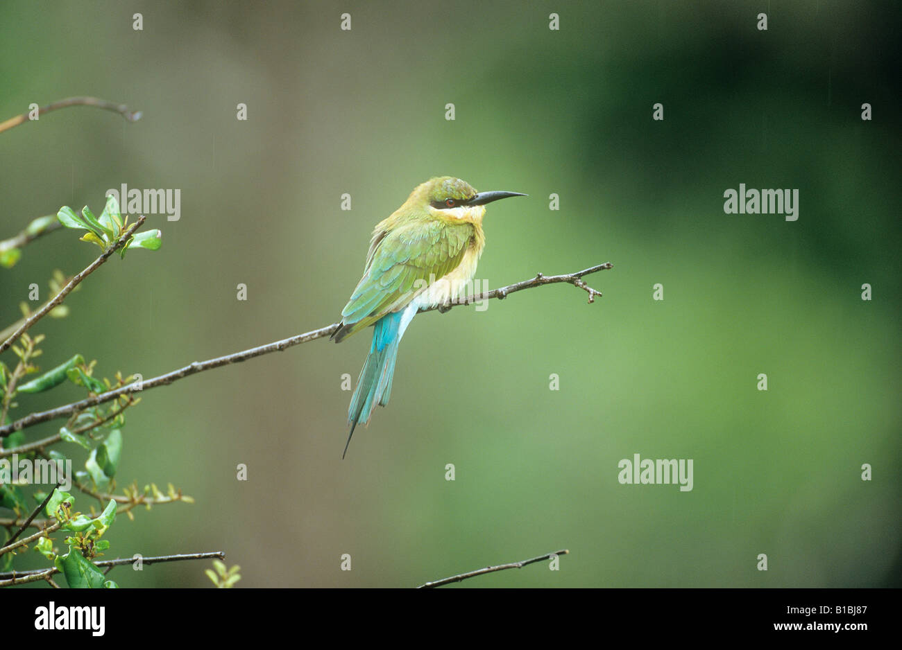 bluetailed bee eater - sitting on twig / Merops philippinus Stock Photo ...