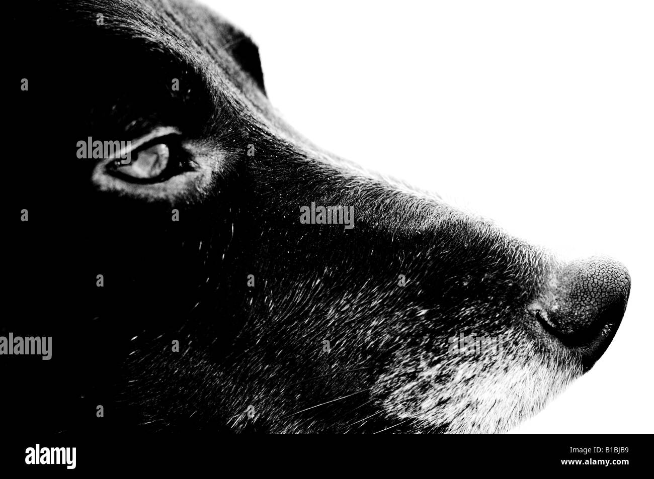 Sleepy dog profile Stock Photo - Alamy