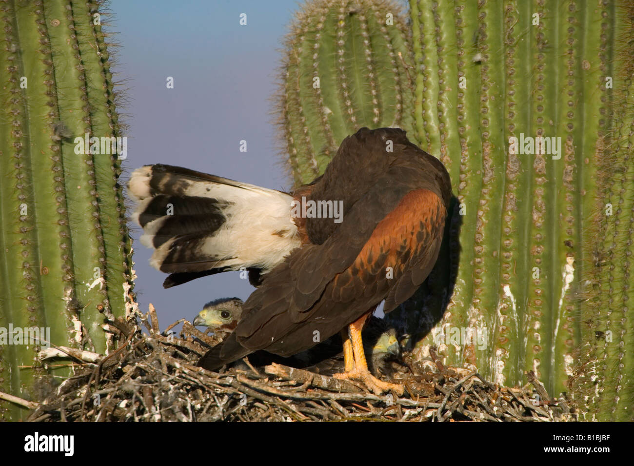 Harris hawk nest hi-res stock photography and images - Alamy