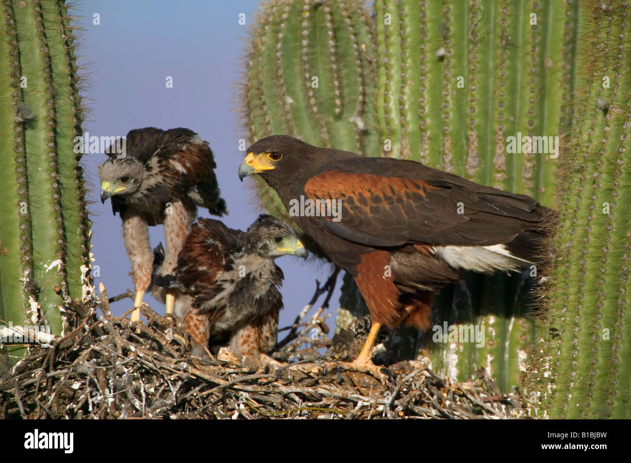 Juvenile harris hawk parabuteo unicinctus hi-res stock photography and ...