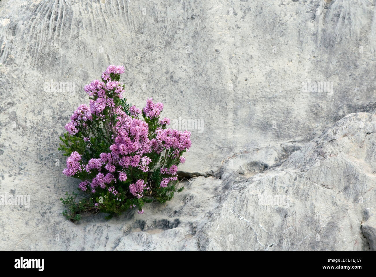 Erica multiflora growing on a rock Stock Photo - Alamy