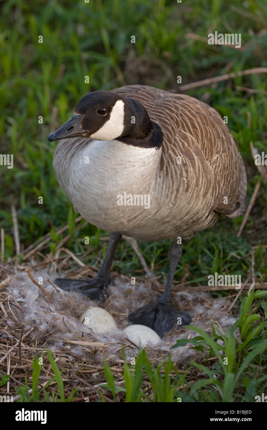 Canada Goose (Branta canadensis) Mother on nest with eggs - New York ...