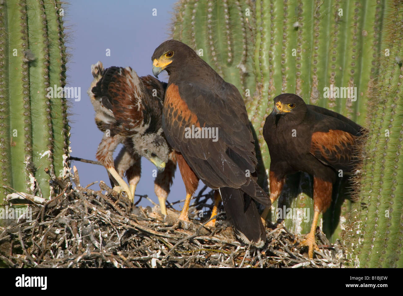 Harris hawk nest hi-res stock photography and images - Alamy