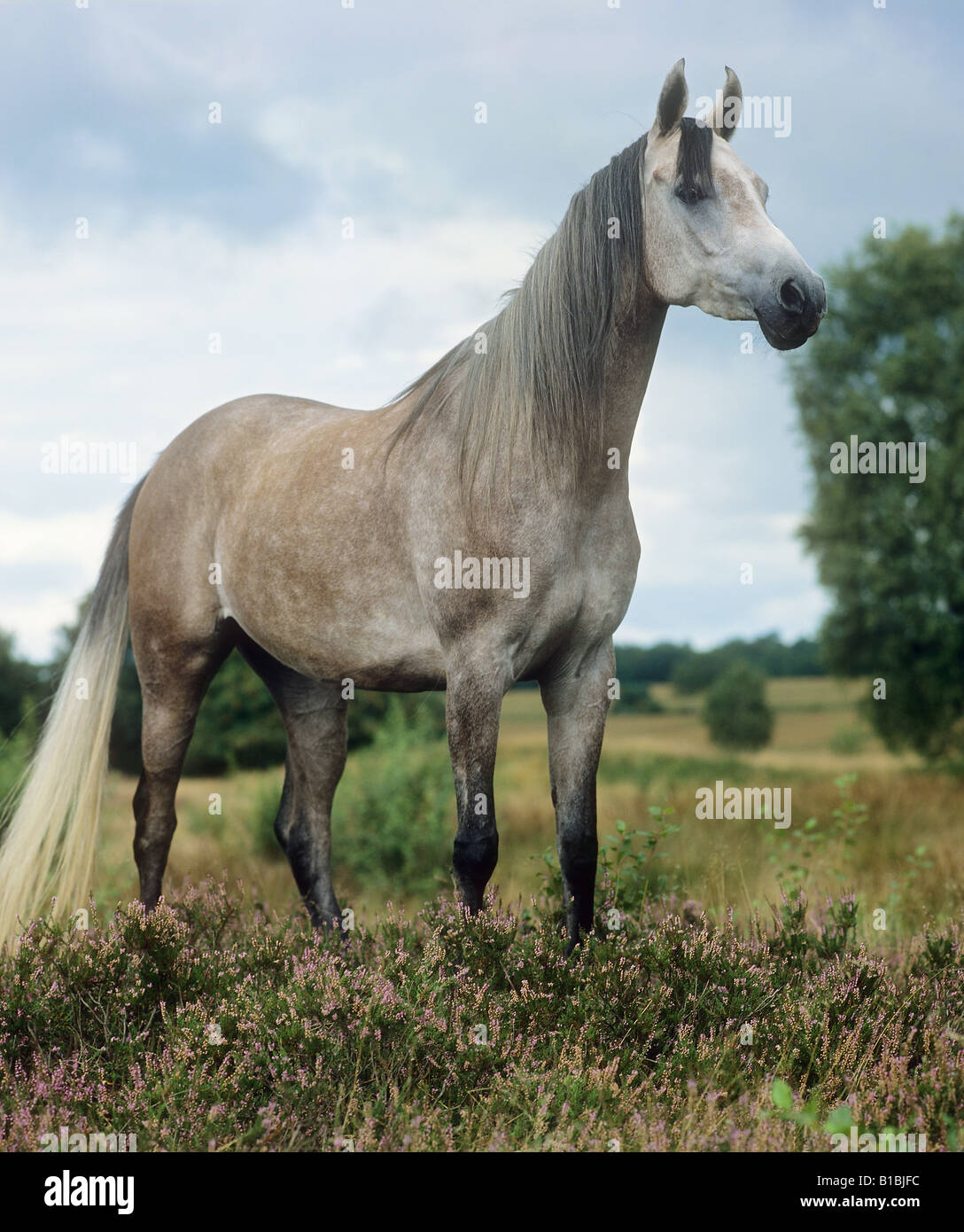 Asil Arabian High Resolution Stock Photography and Images - Alamy