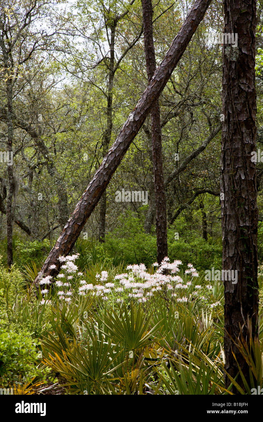 Florida pinxter azalea hi-res stock photography and images - Alamy