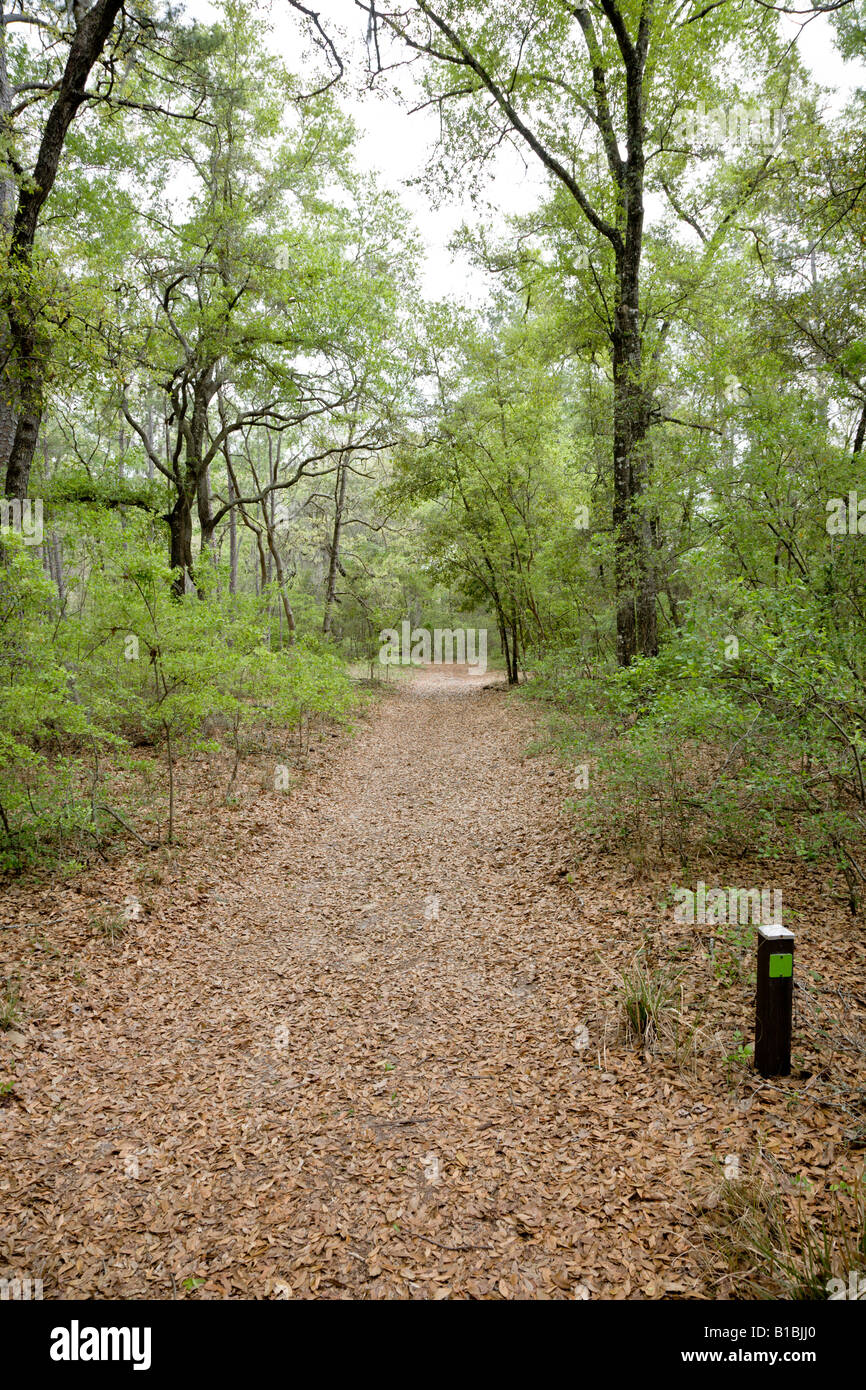 Trail marker post along service road and hiking trail in O'leno State ...