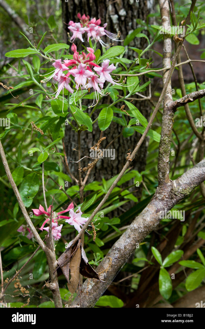 Florida pinxter azalea hi-res stock photography and images - Alamy