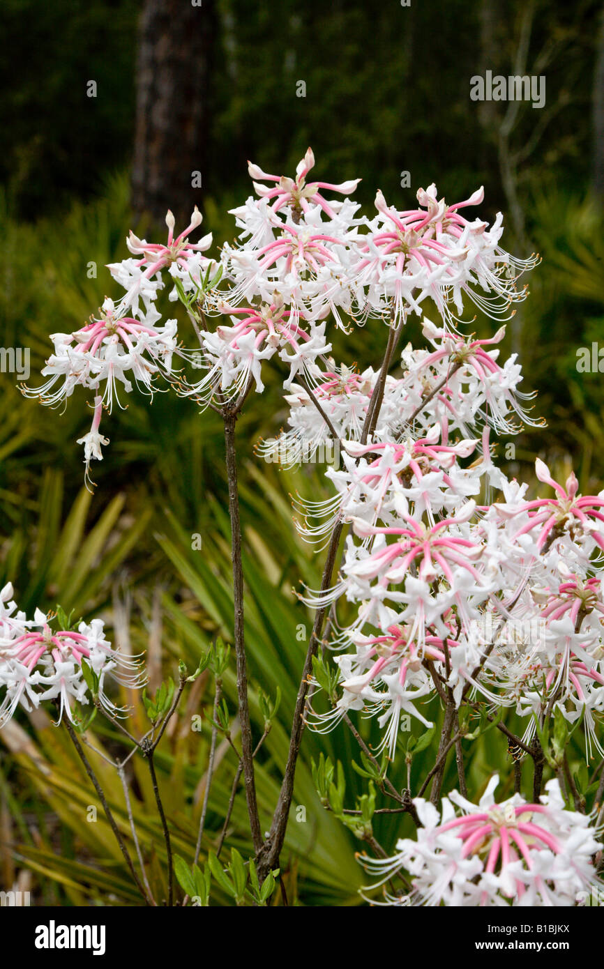 Florida pinxter azalea hi-res stock photography and images - Alamy