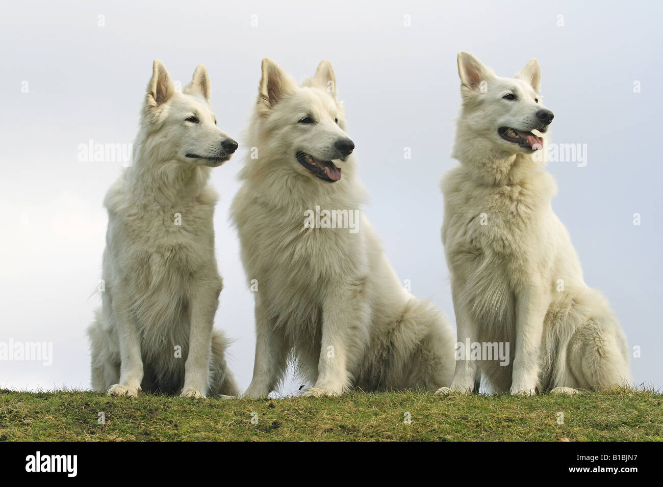 3 white dogs hi-res stock photography and images - Alamy
