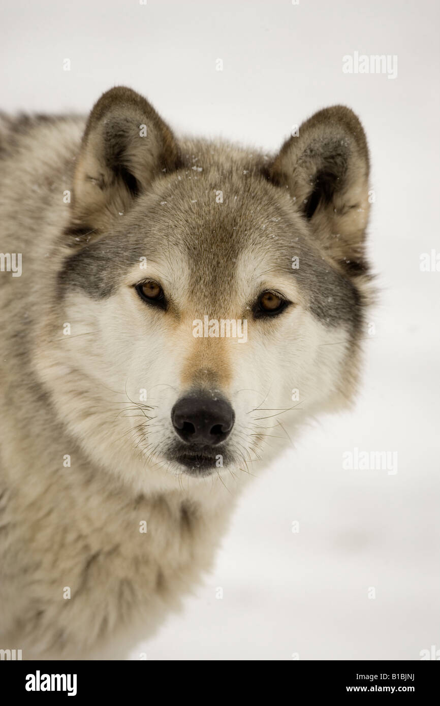 Gray Wolf/ Timber Wolf (Canis lupus)- Male - Portrait - Captive - New ...