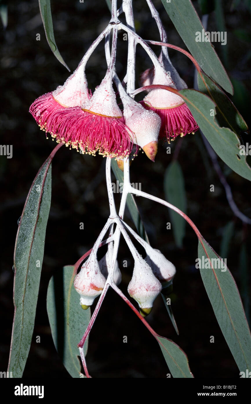 Silver Princess-Eucalyptus caesia ssp.magna-Family Myrtaceae Stock ...