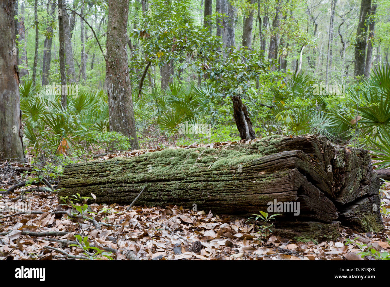 Dead rotting log with moss and lichen along hiking trail at O'leno ...