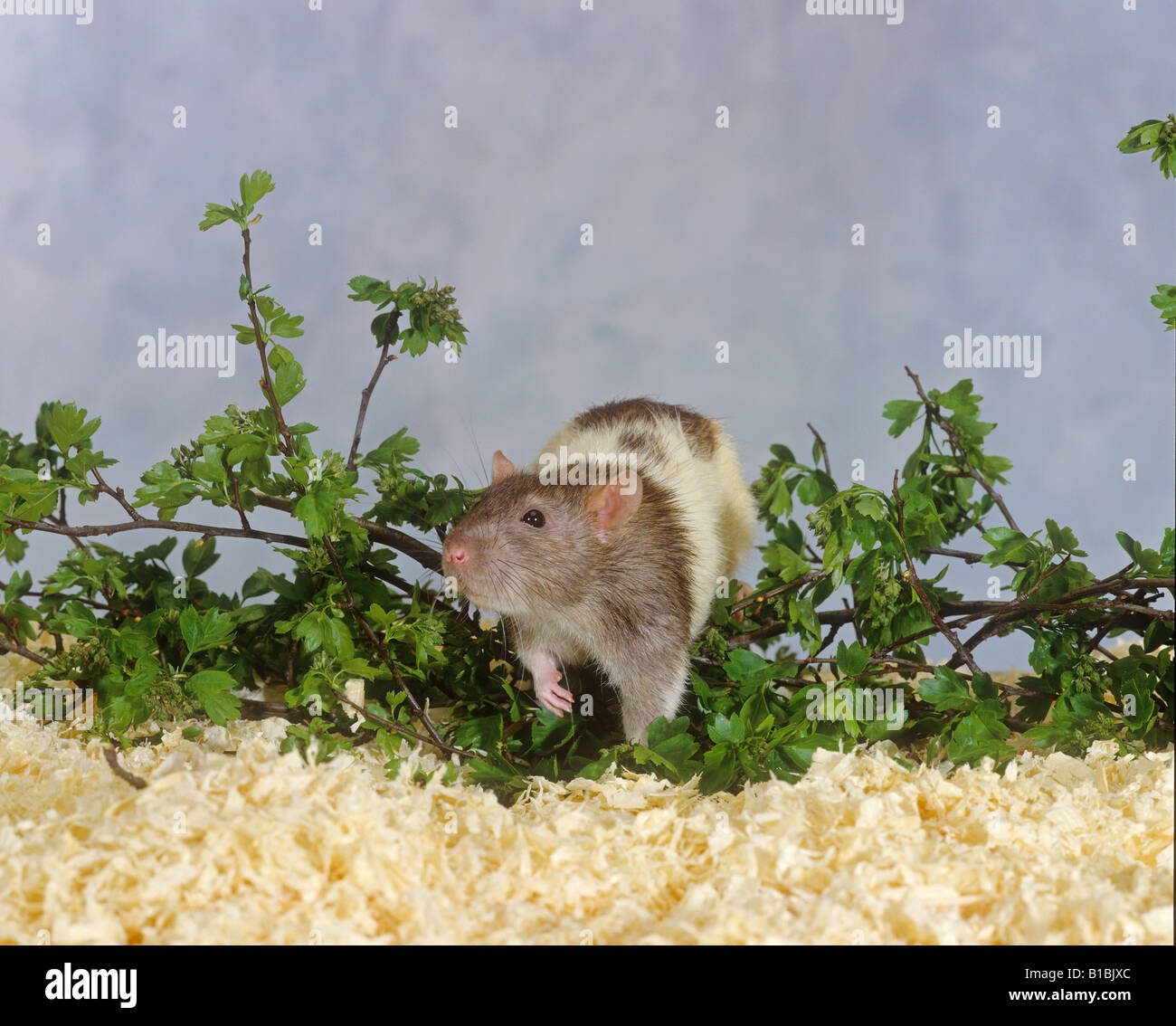 fancy rat at twig Stock Photo - Alamy