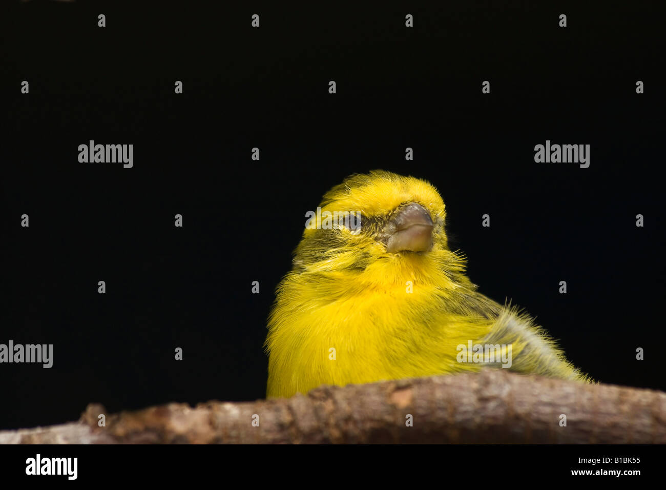 The toledo zoo hi-res stock photography and images - Alamy