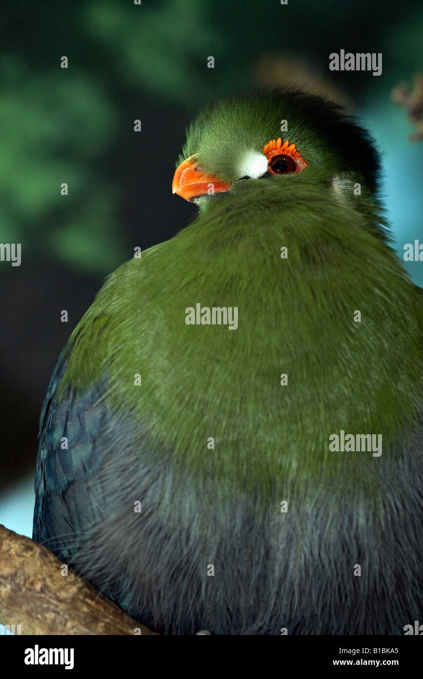 Exotic african bird birds hi-res stock photography and images - Alamy