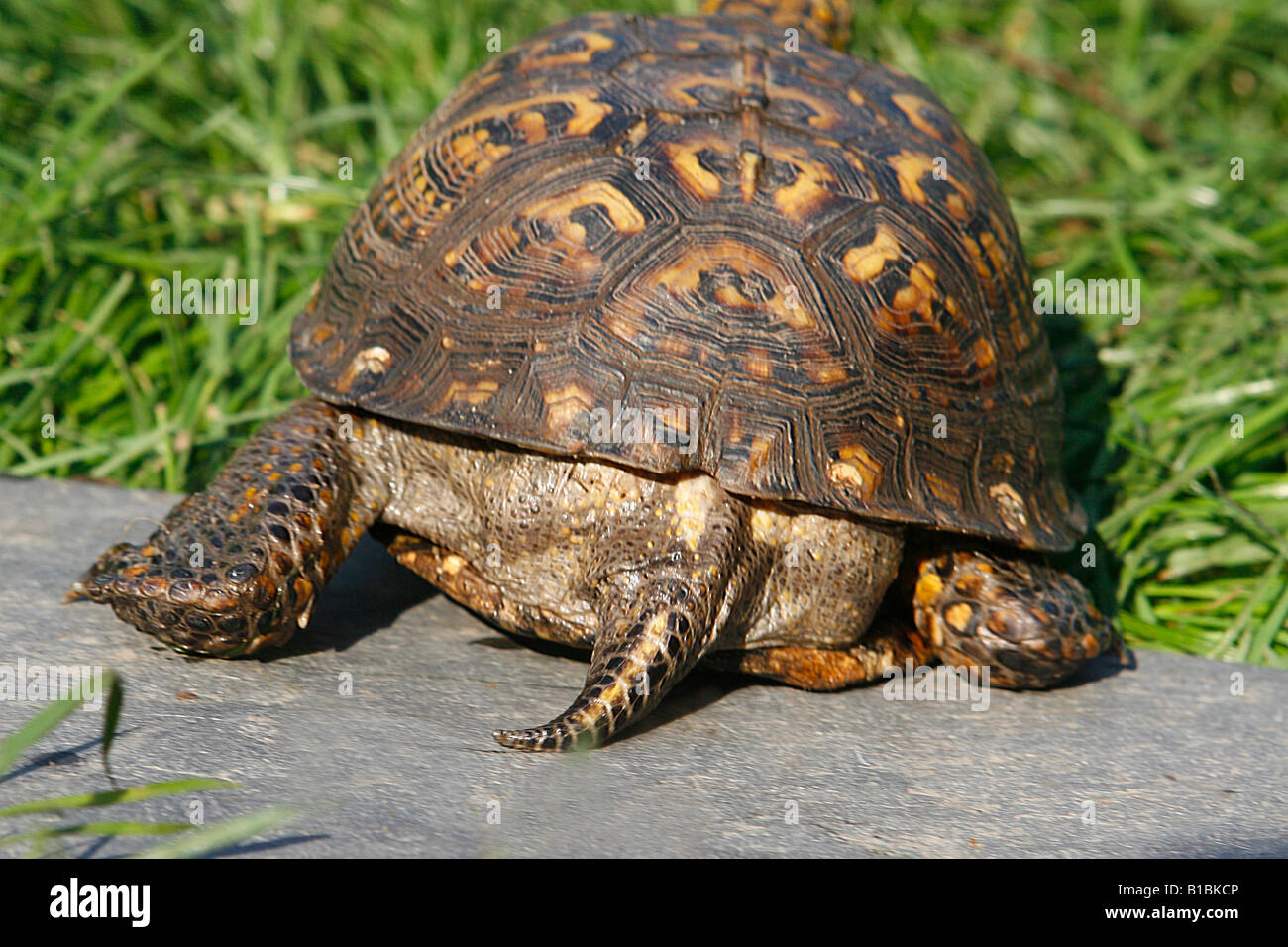 Florida box turtle / Terrapene carolina bauri Stock Photo - Alamy