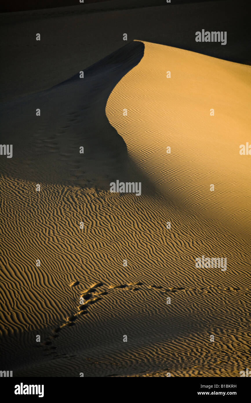 Footprints across wind blown ripple marks on sand dunes Maspalomas Gran ...