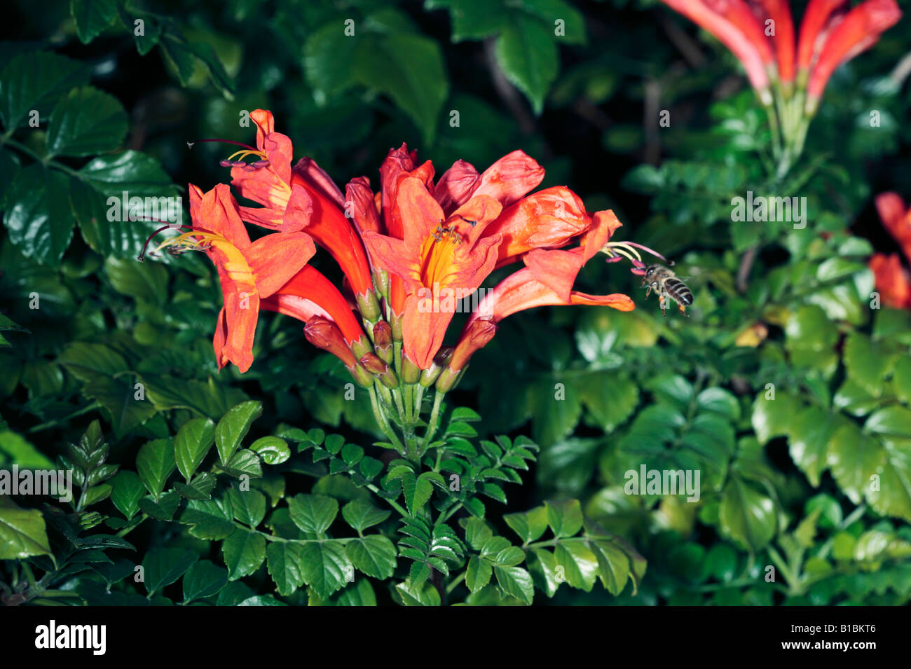 Cape Honeysuckle and Honey Bee- Tecoma capensis and Apis mellifera ...