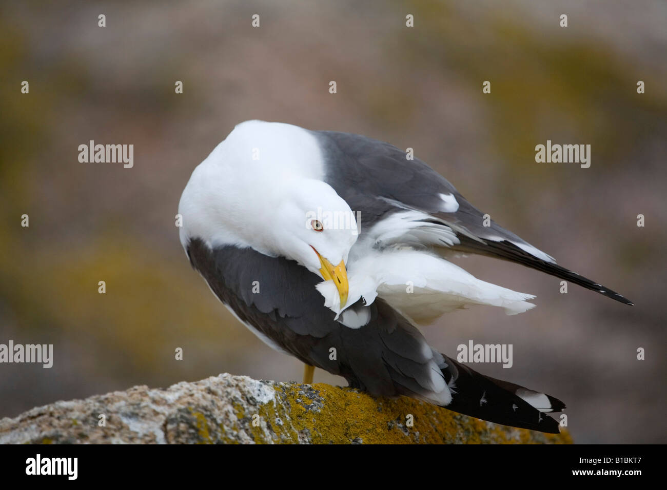 lesser black backed gull Larus fuscus preening Stock Photo - Alamy