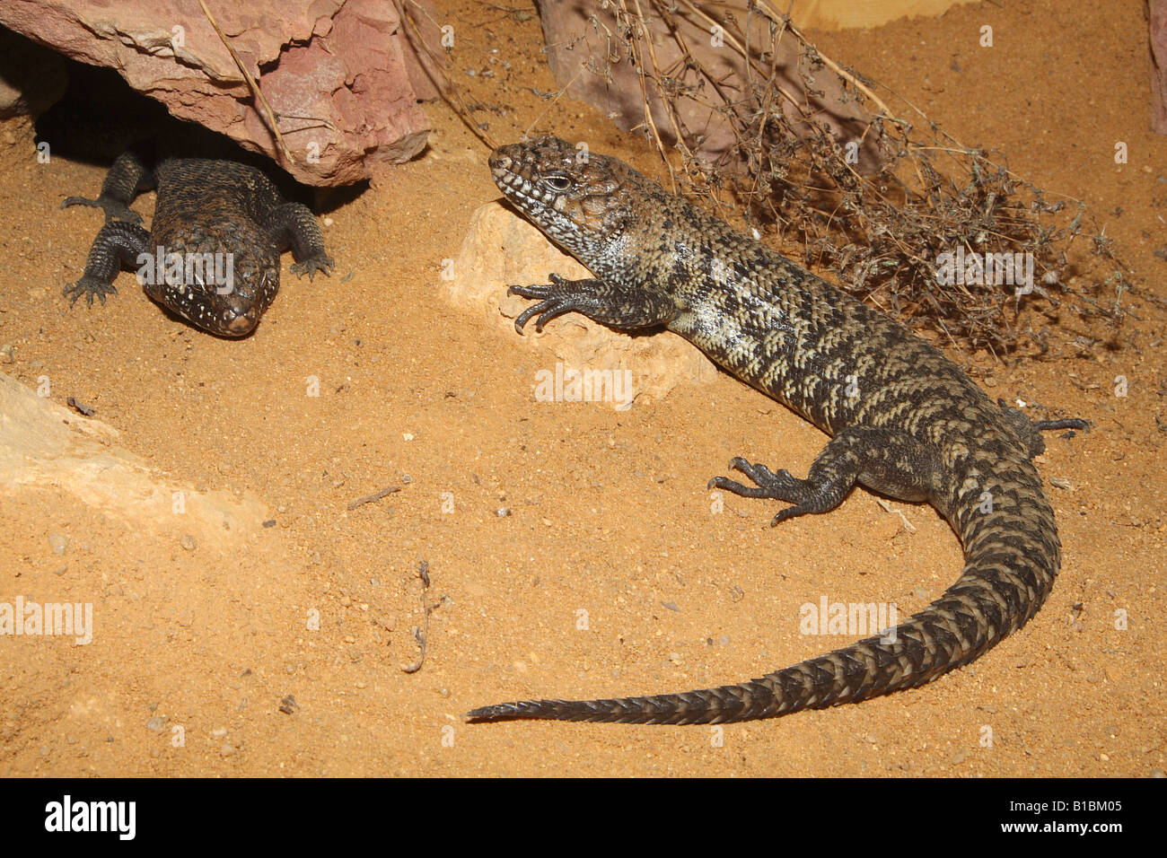 Cunningham's Skink (Egernia cunninghami). Two individuals in a ...