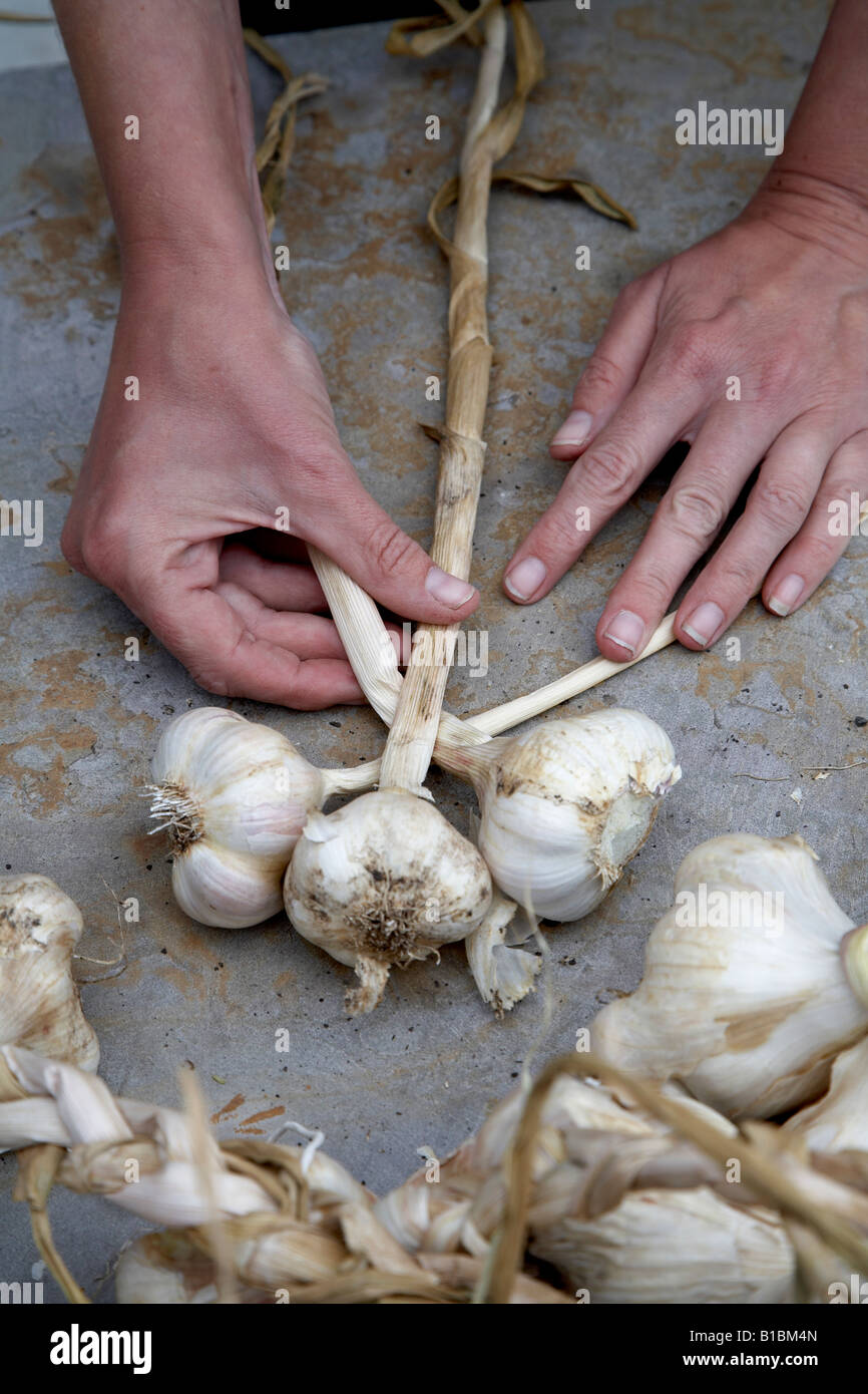 person tying a garland of garlic series Stock Photo - Alamy