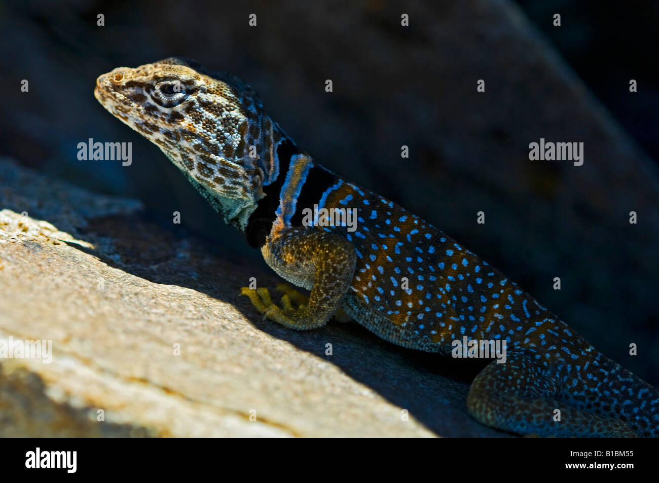 Collard Lizard High Resolution Stock Photography and Images - Alamy