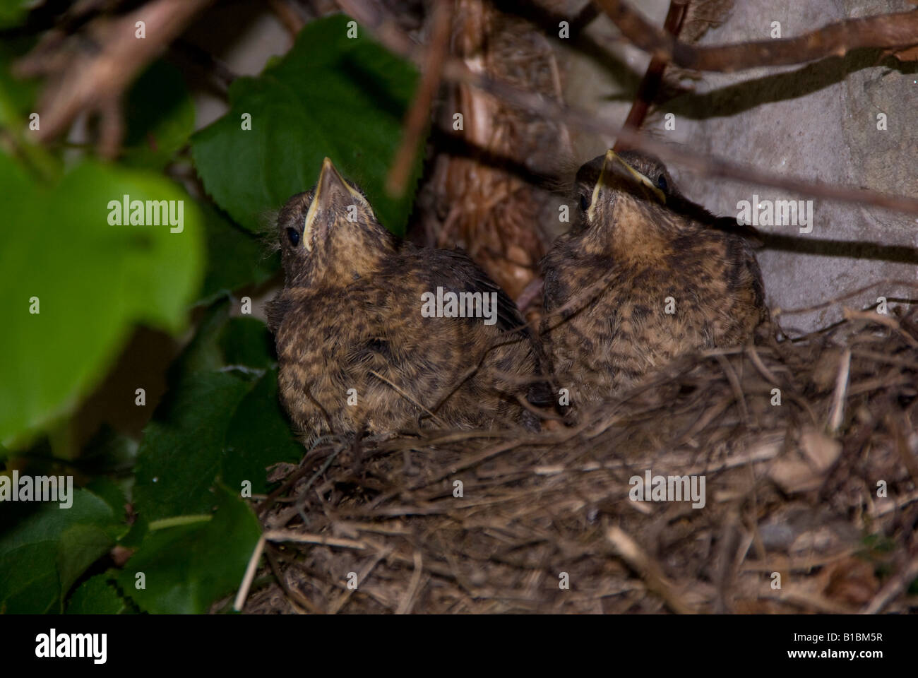 Britain europe blackbird baby chick fledgling young nest hi-res stock ...