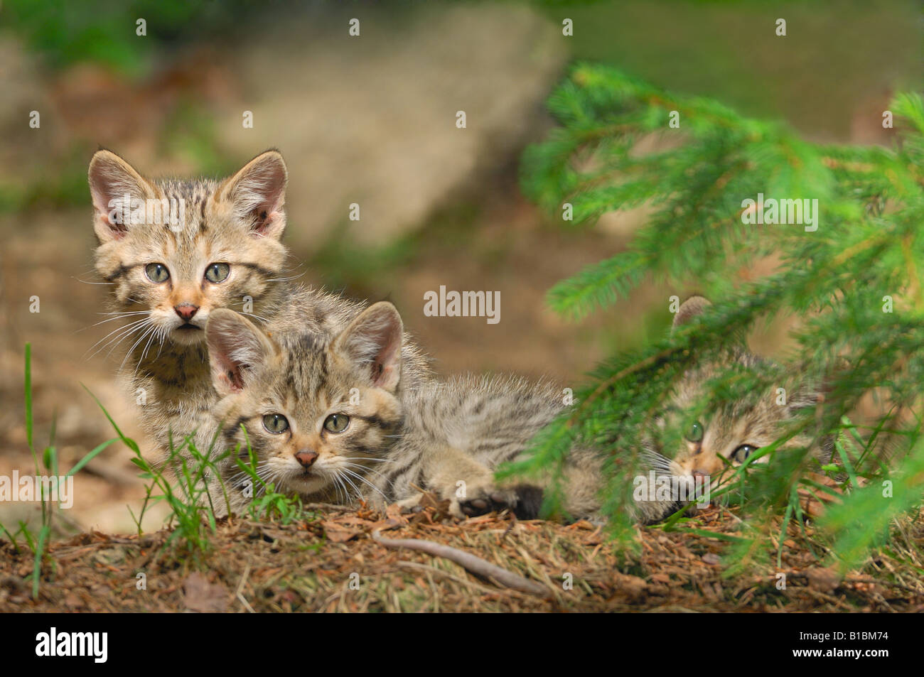 two young European wildcats Stock Photo - Alamy