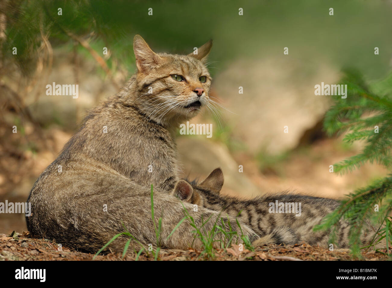 European wildcat suckling cub Stock Photo - Alamy
