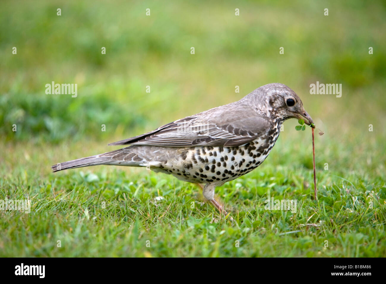 Bird pulling worm hi-res stock photography and images - Alamy
