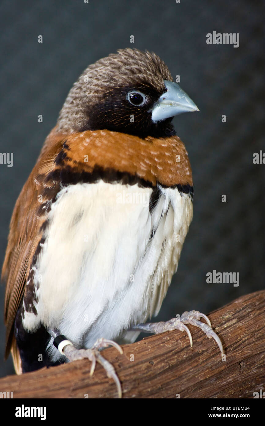 Exotic bird Chestnut Breasted Mannikin Lonchura castaneothorax a bird ...