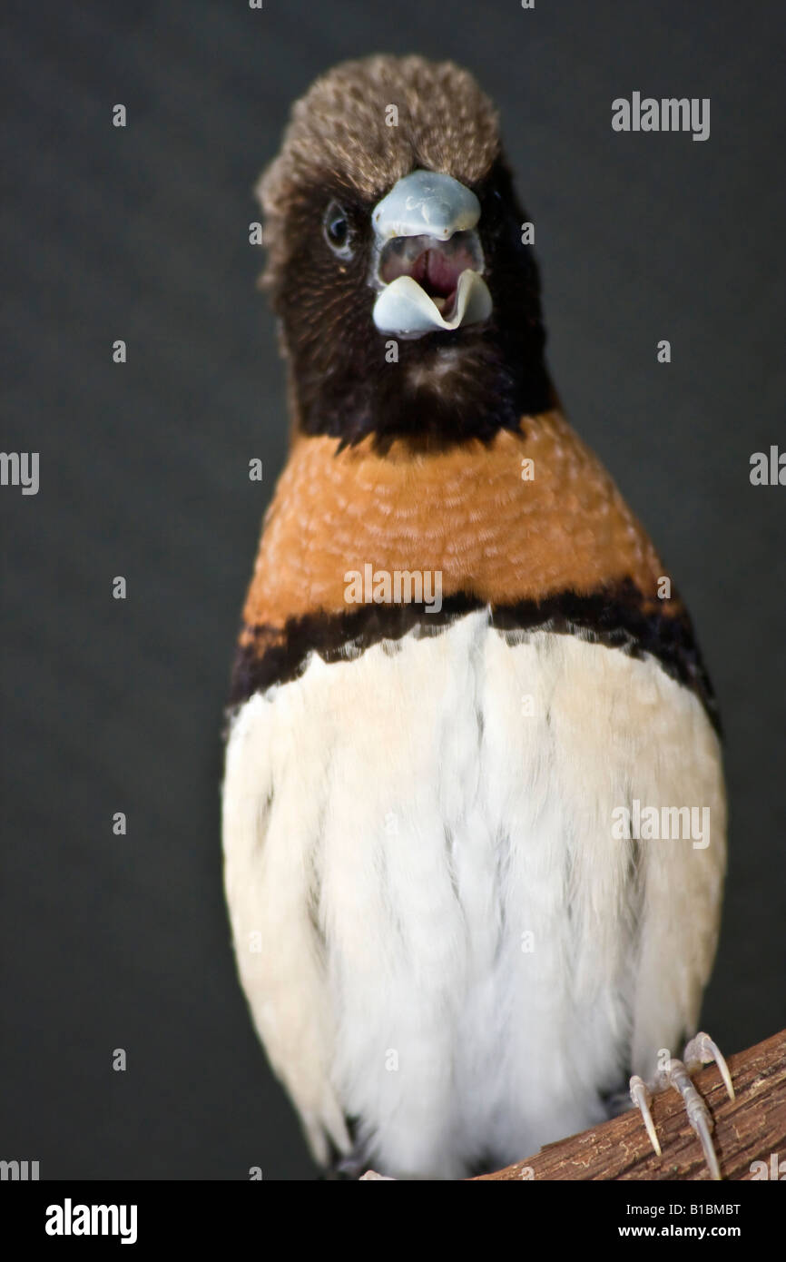 Chestnut breasted mannikin finch hi-res stock photography and images ...