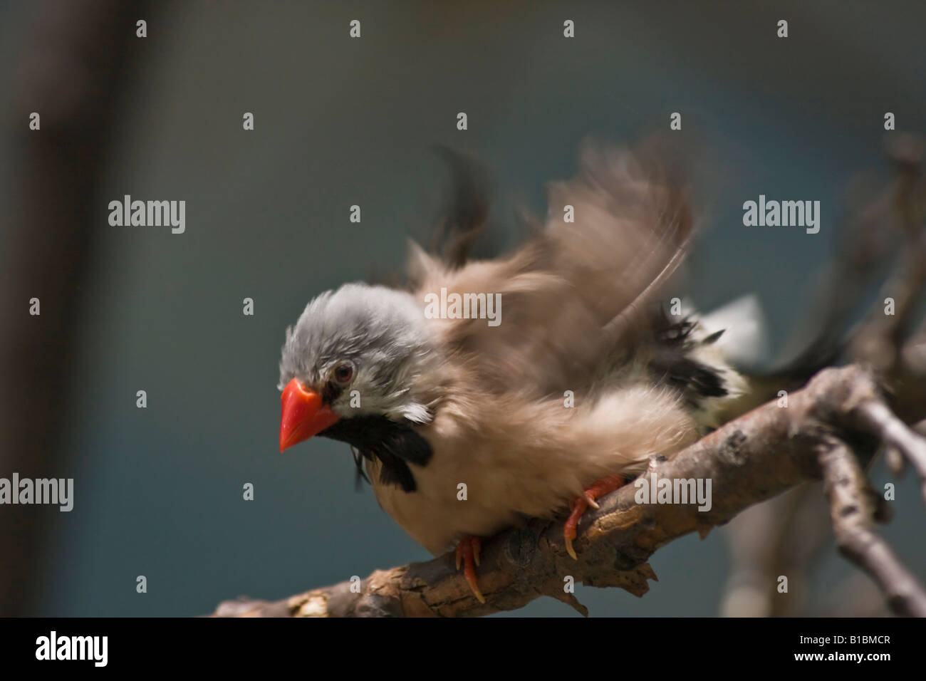 Poephila acuticauda hi-res stock photography and images - Alamy